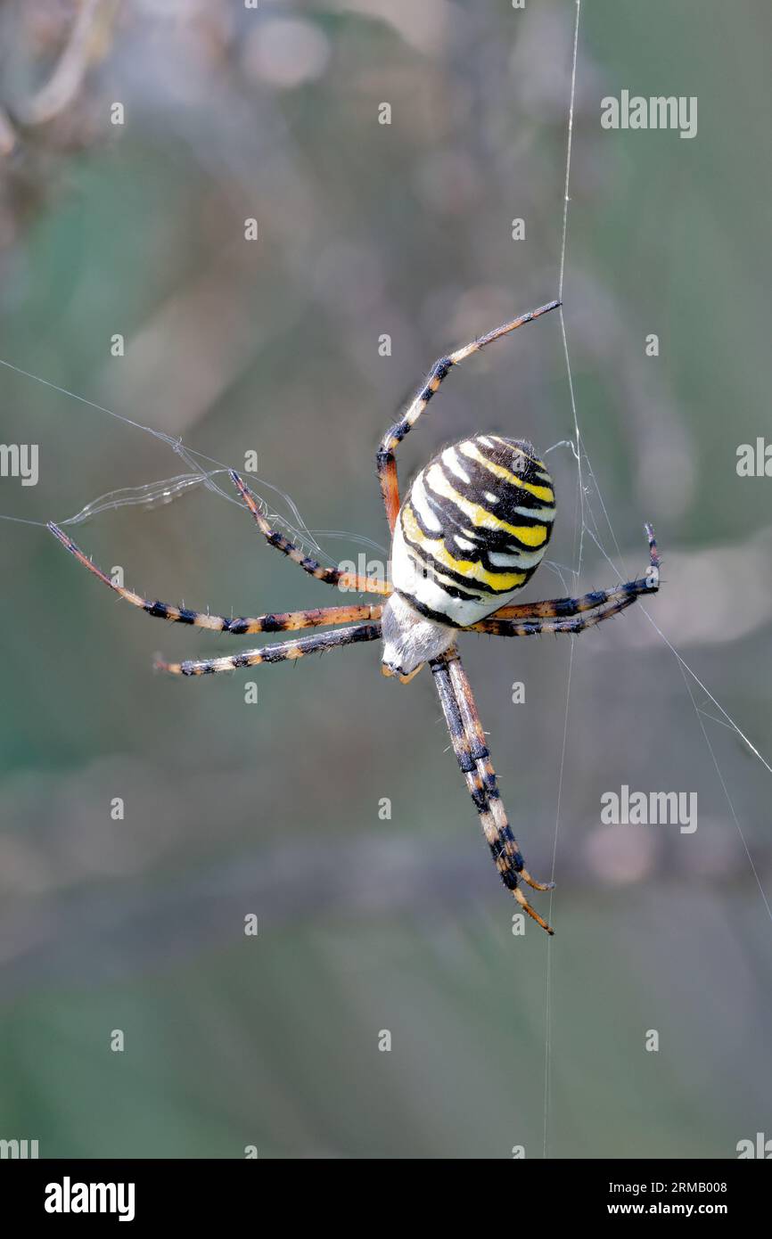 Nativeinsect hi-res stock photography and images - Alamy