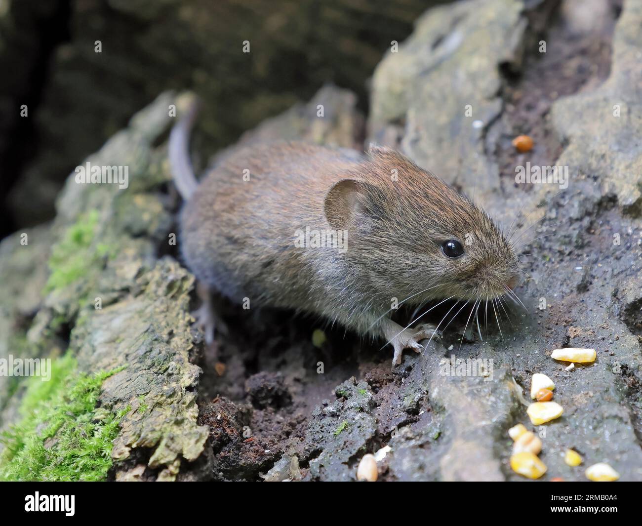 Bank Vole (Myodes Glareolus Stock Photo - Alamy
