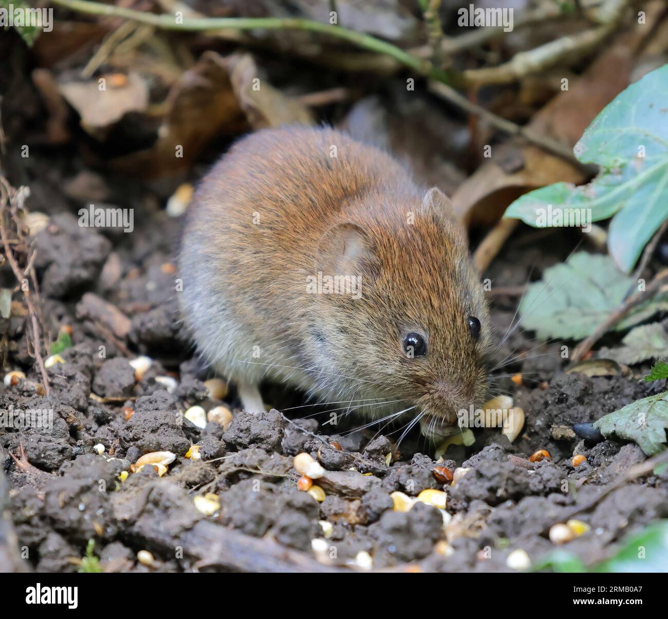 Welsh bank vole hi-res stock photography and images - Alamy