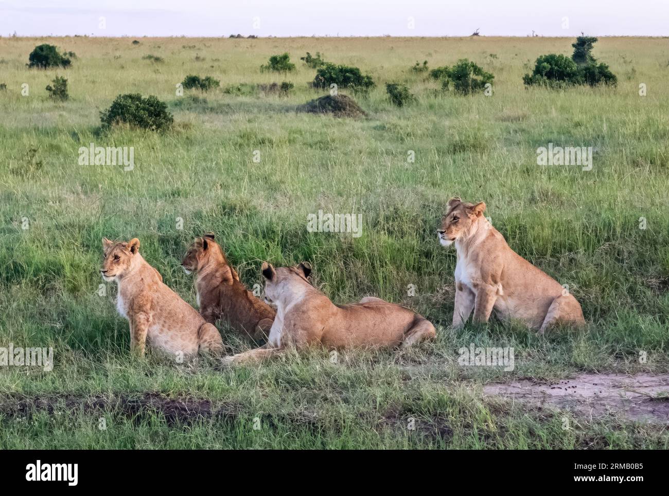 Wild Lions In The Savannah Of Africa Stock Photo - Alamy