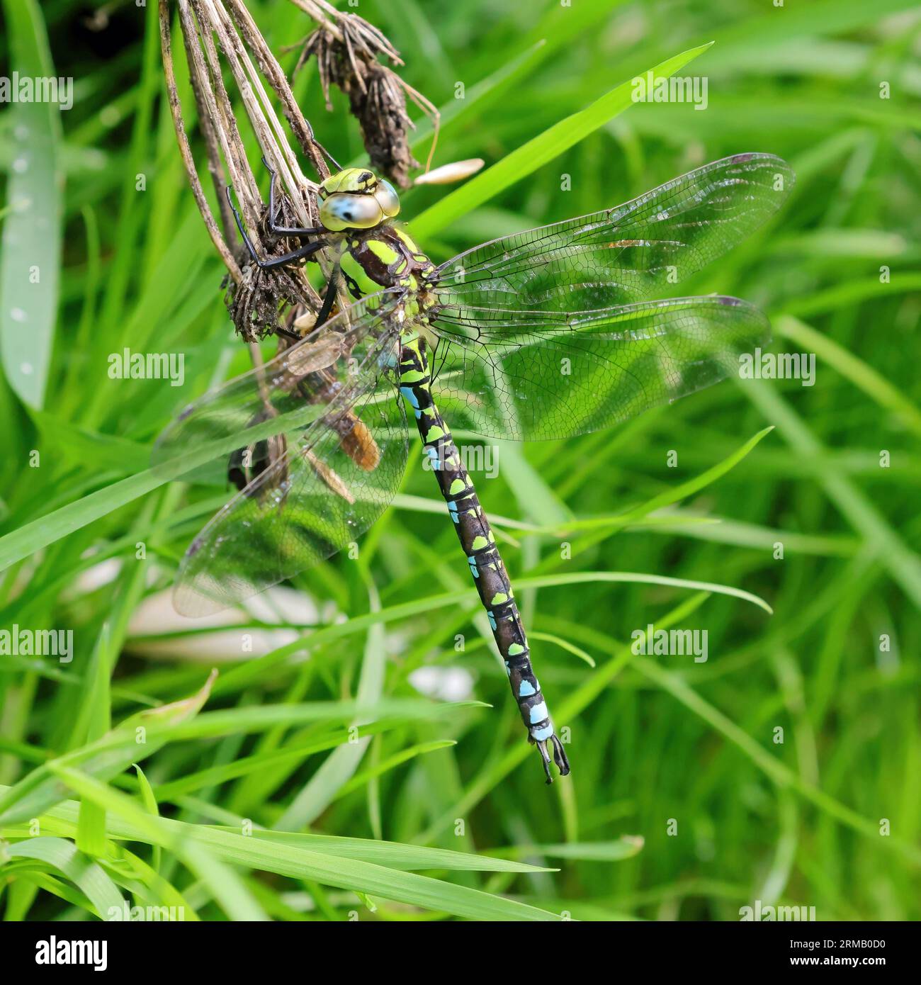 Southern Hawker dragonfly (Aeshna Cyanea Stock Photo - Alamy