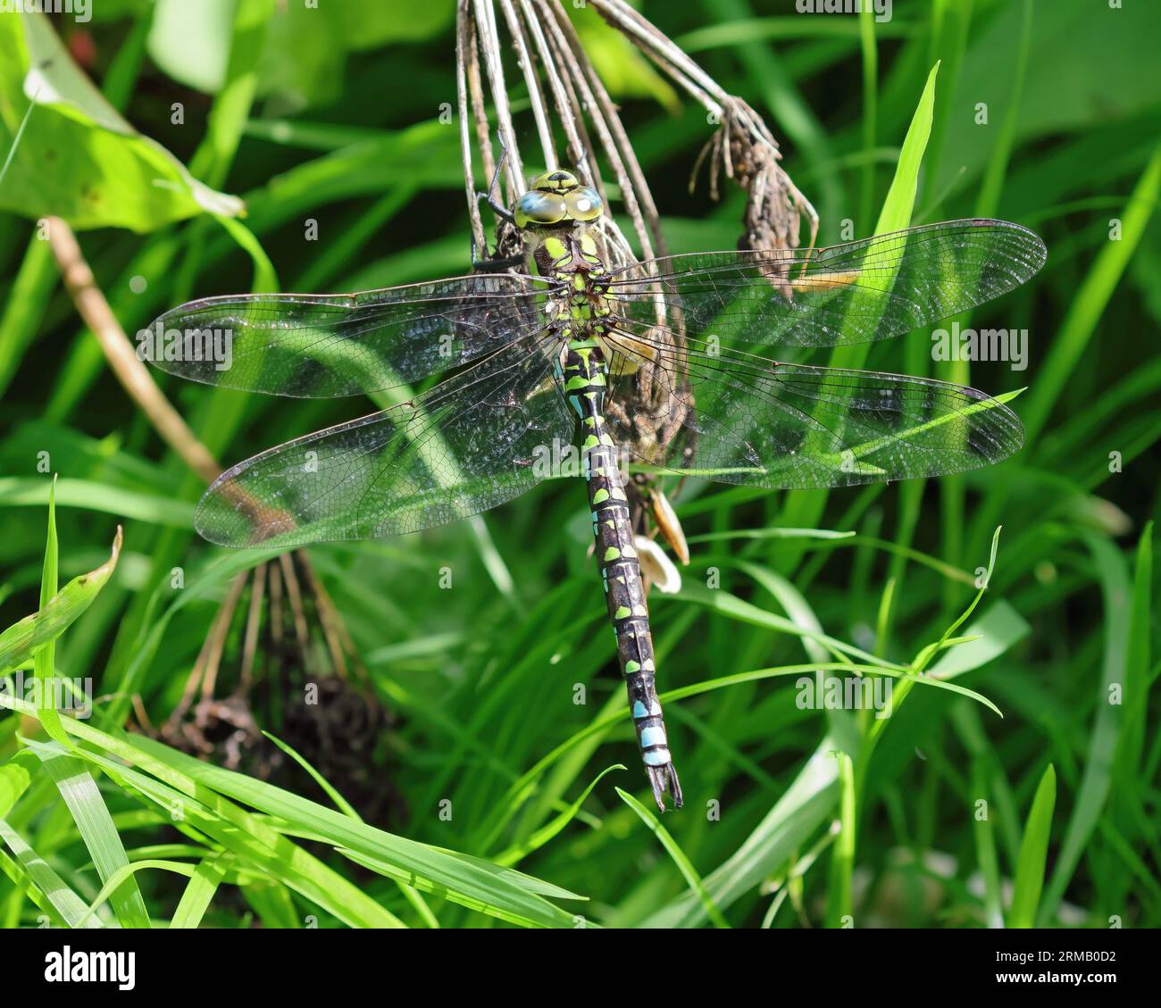 Southern Hawker dragonfly (Aeshna Cyanea Stock Photo - Alamy