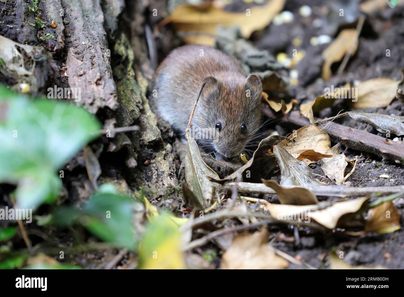 Welsh bank vole hi-res stock photography and images - Alamy