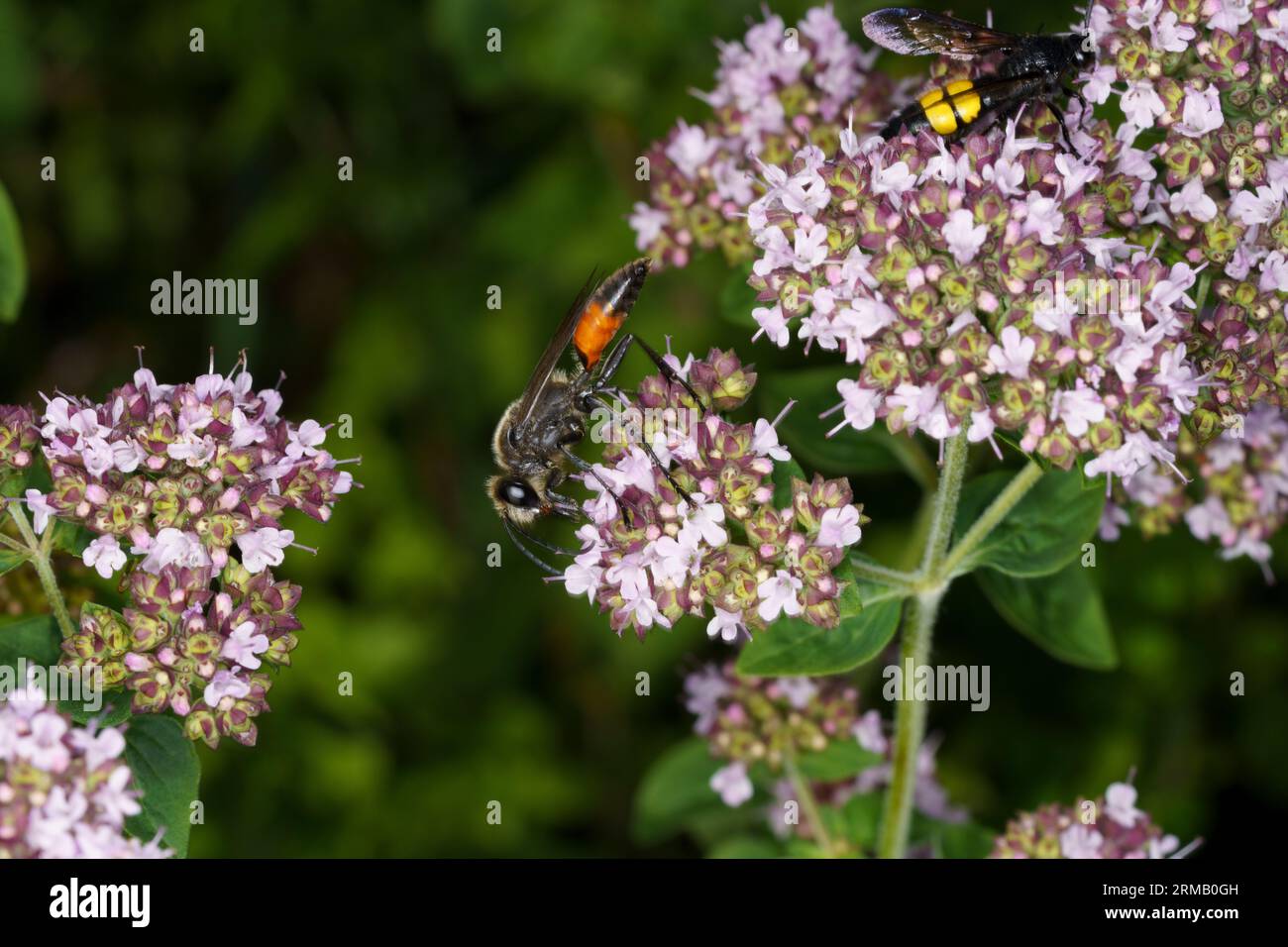 Sphex funerarius Family Sphecidae Genus Sphex Golden digger wasp wild ...