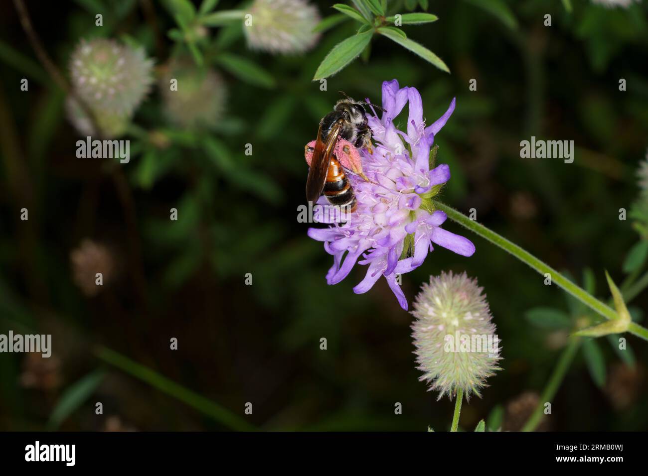 Andrena hattorfiana Family Andrenidae Genus Andrena Large scabious ...