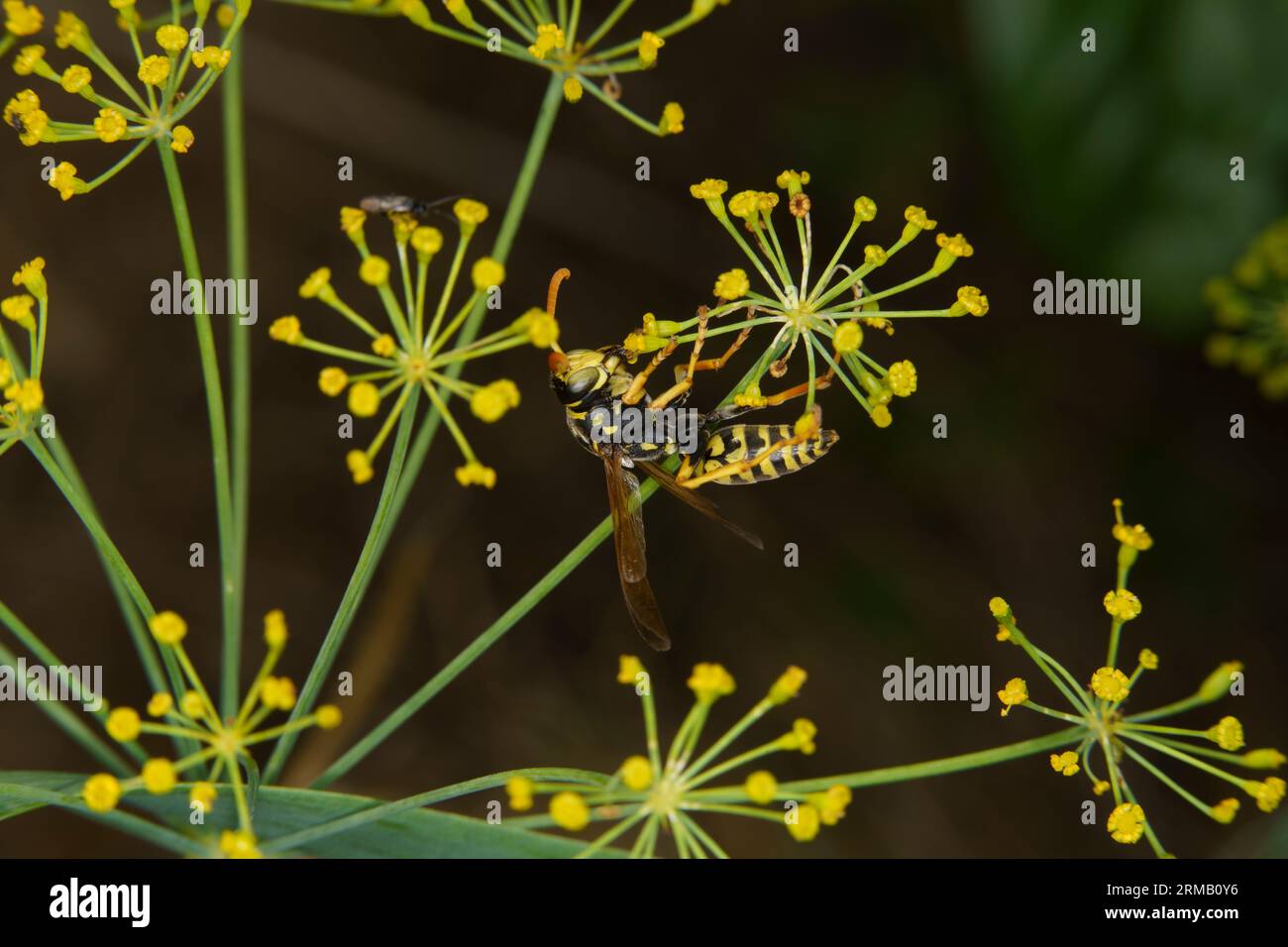 Polistes dominula Family Vespidae Genus Polistes European paper wasp ...