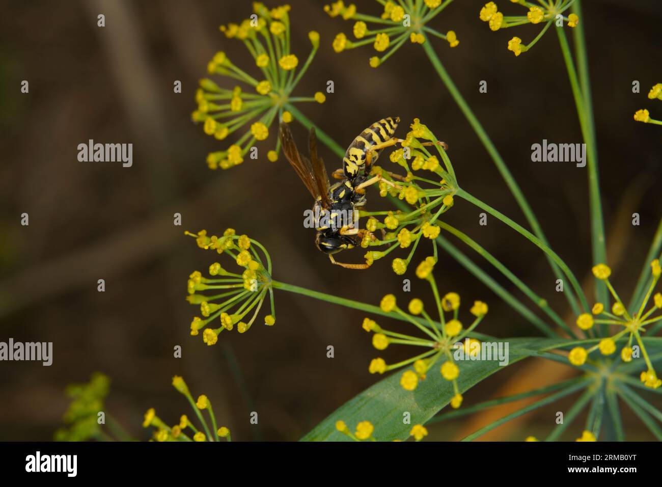 Polistes dominula Family Vespidae Genus Polistes European paper wasp ...