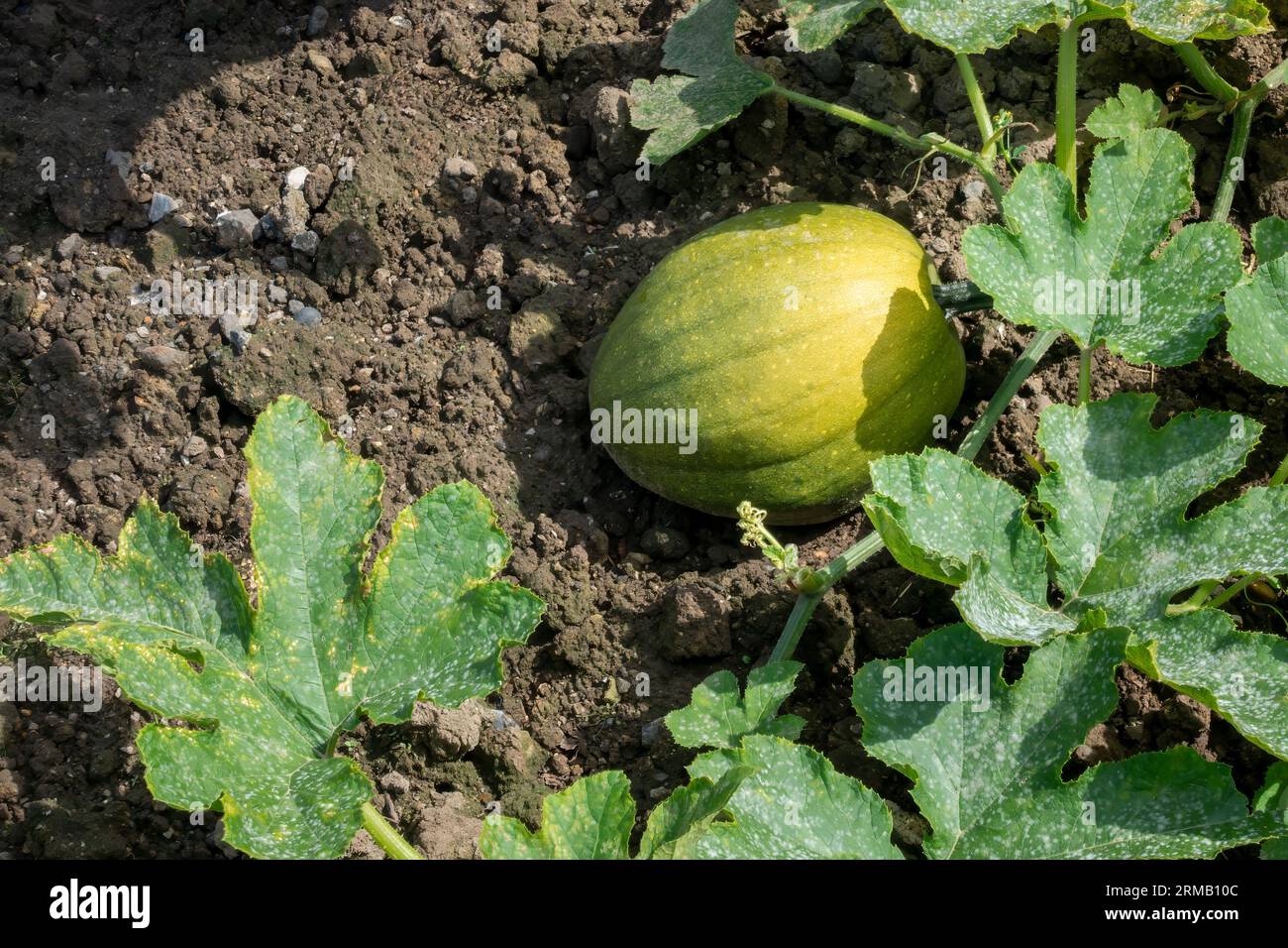 Cantaloupe melon watermelon growing in hi-res stock photography and ...