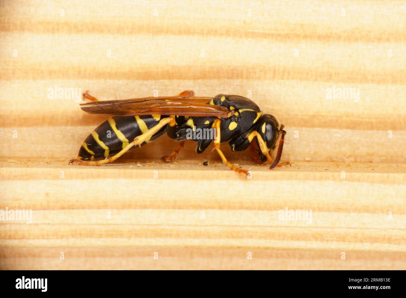 Polistes nimpha Family Vespidae Genus Polistes Paper wasp wild nature ...