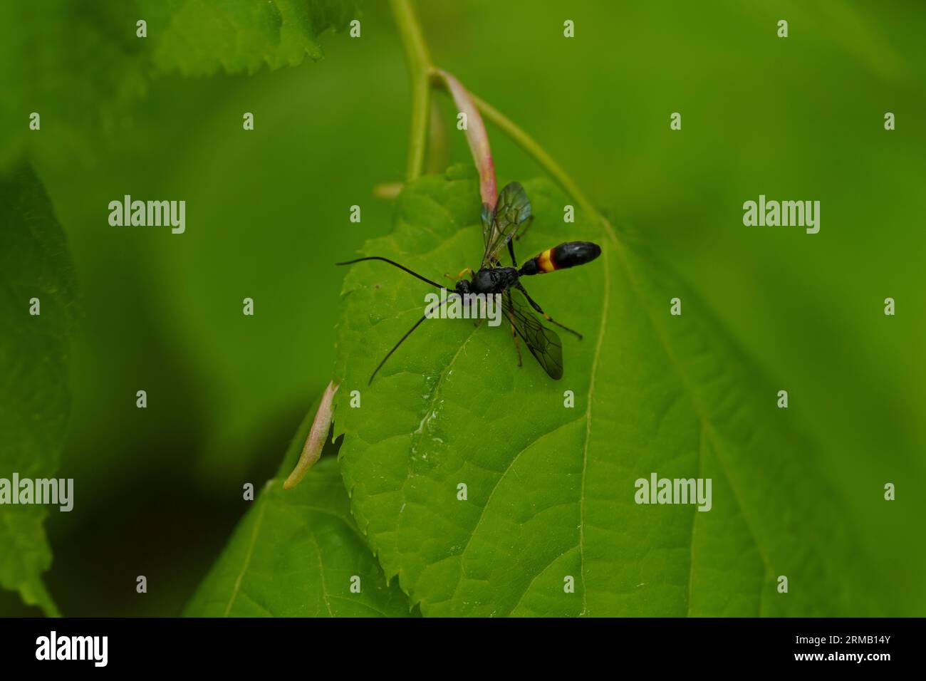 Colpotrochia cincta Family Ichneumonidae Genus Colpotrochia Parasitoid ...
