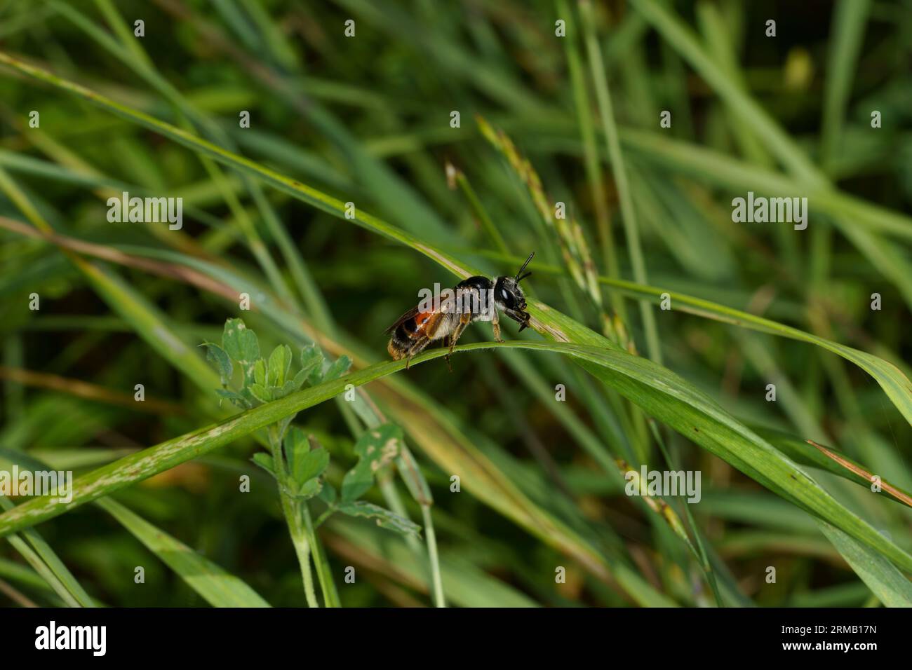 Andrena hattorfiana Family Andrenidae Genus Andrena Large scabious ...