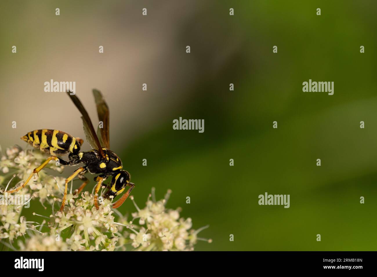 Vespula vulgaris Family Vespidae Genus Vespula Common wasp wild nature ...