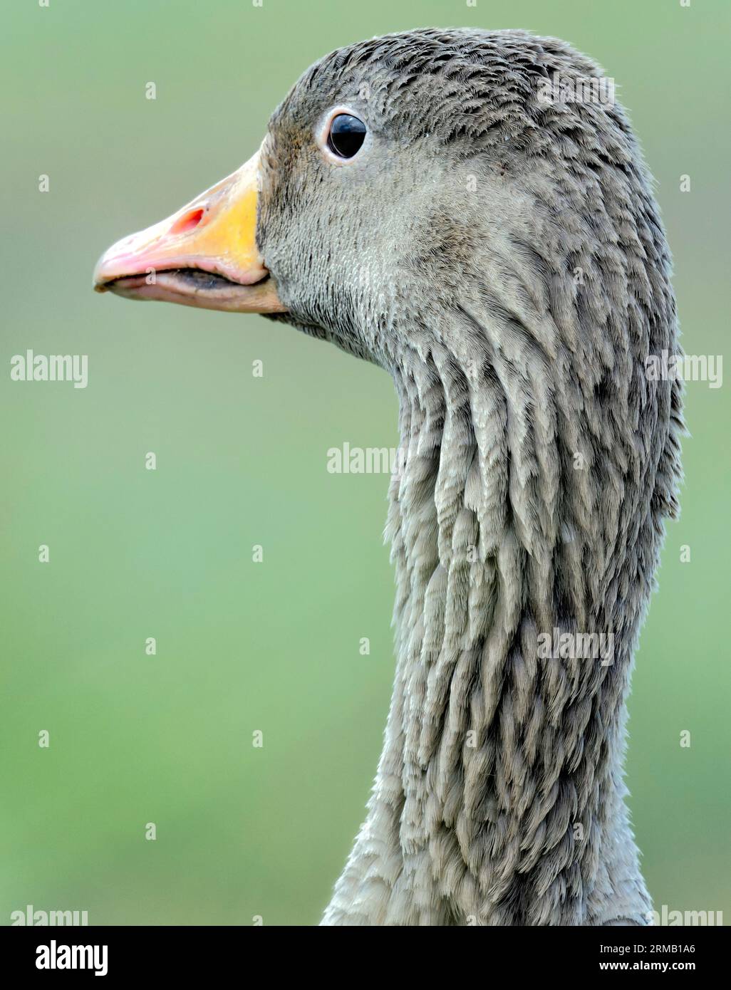 Great grey goose hi-res stock photography and images - Alamy