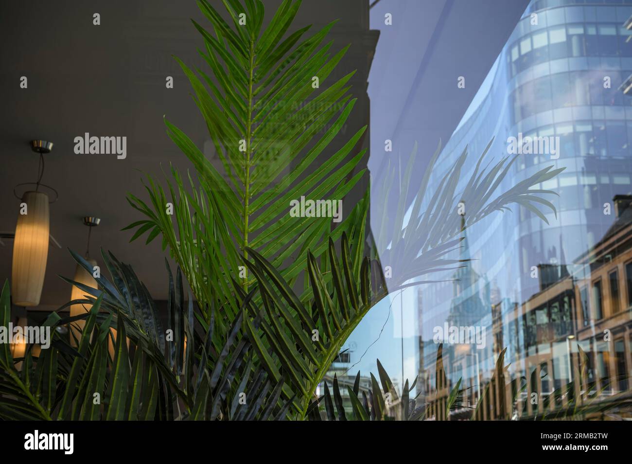 Looking through a window to a plant with reflections of a city in the ...