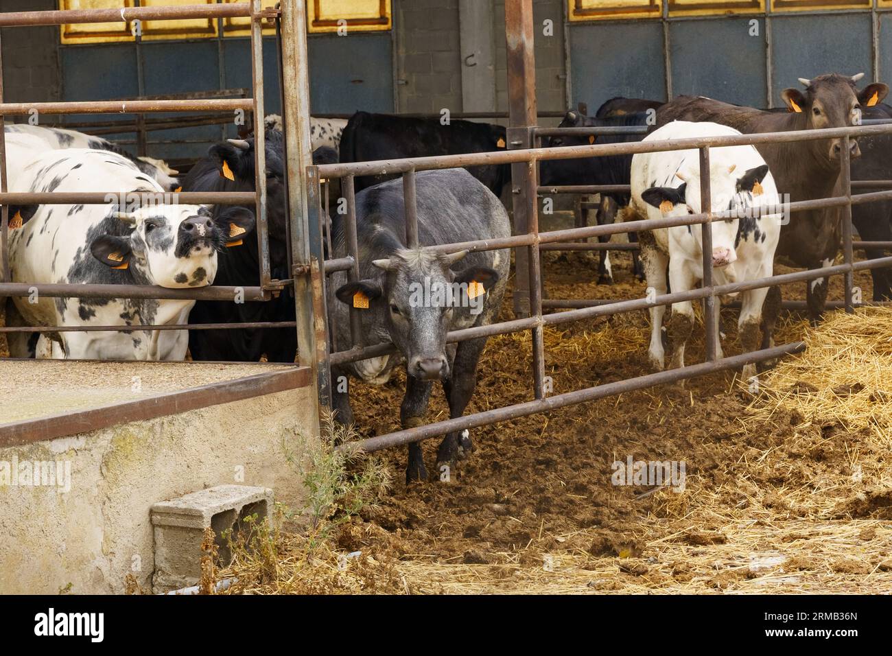Young cows with labels in a covered farm corral behind a fence in a ...