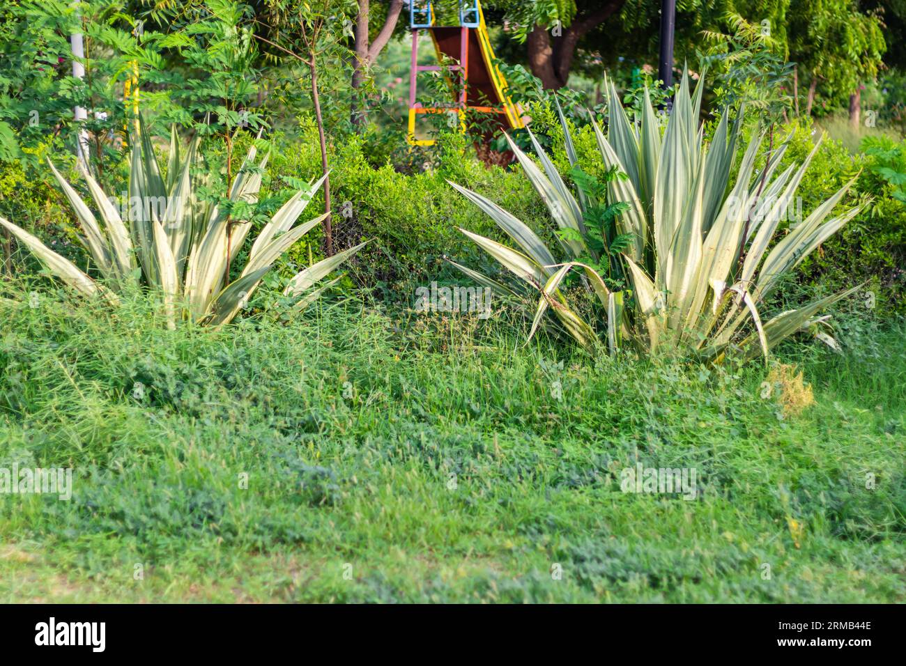 Furcraea Foetida plant with green grass at day from flat angle Stock ...