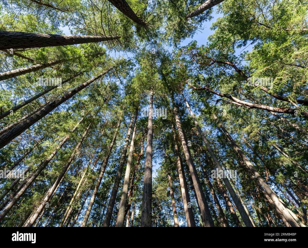 Forest Canopy on South Pender Island in British Columbia, Canada Stock ...