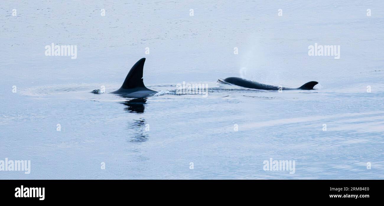 Orcas (Orcinus orca) surface at Brooks Point on South Pender Island in ...