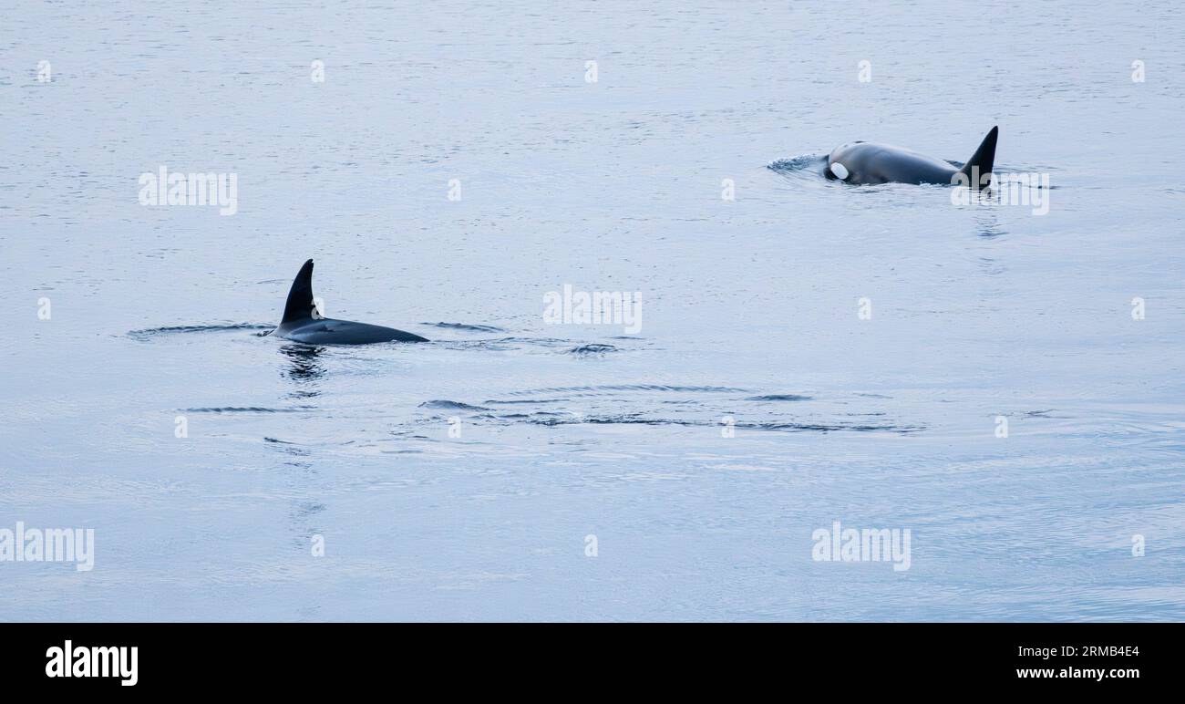Orcas (Orcinus orca) surface at Brooks Point on South Pender Island in ...
