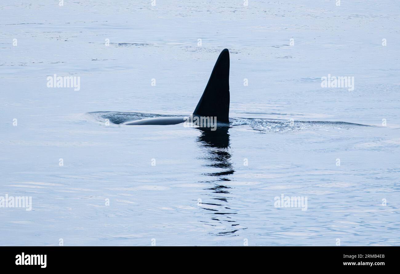 An orca (Orcinus orca) surfaces at Brooks Point on South Pender Island ...