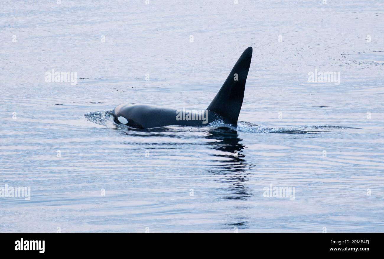 Orca wildlife hi-res stock photography and images - Alamy