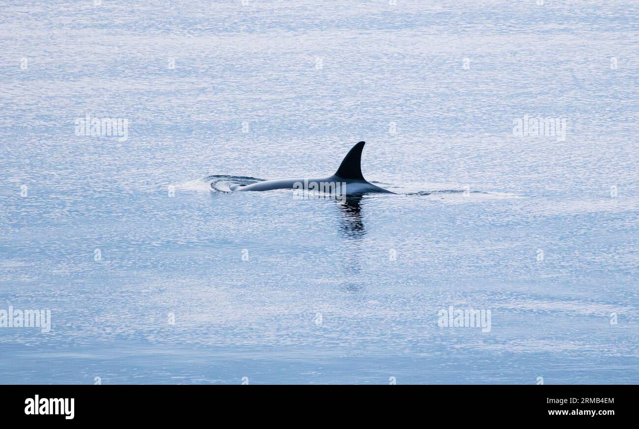 An orca (Orcinus orca) surfaces at Brooks Point on South Pender Island ...
