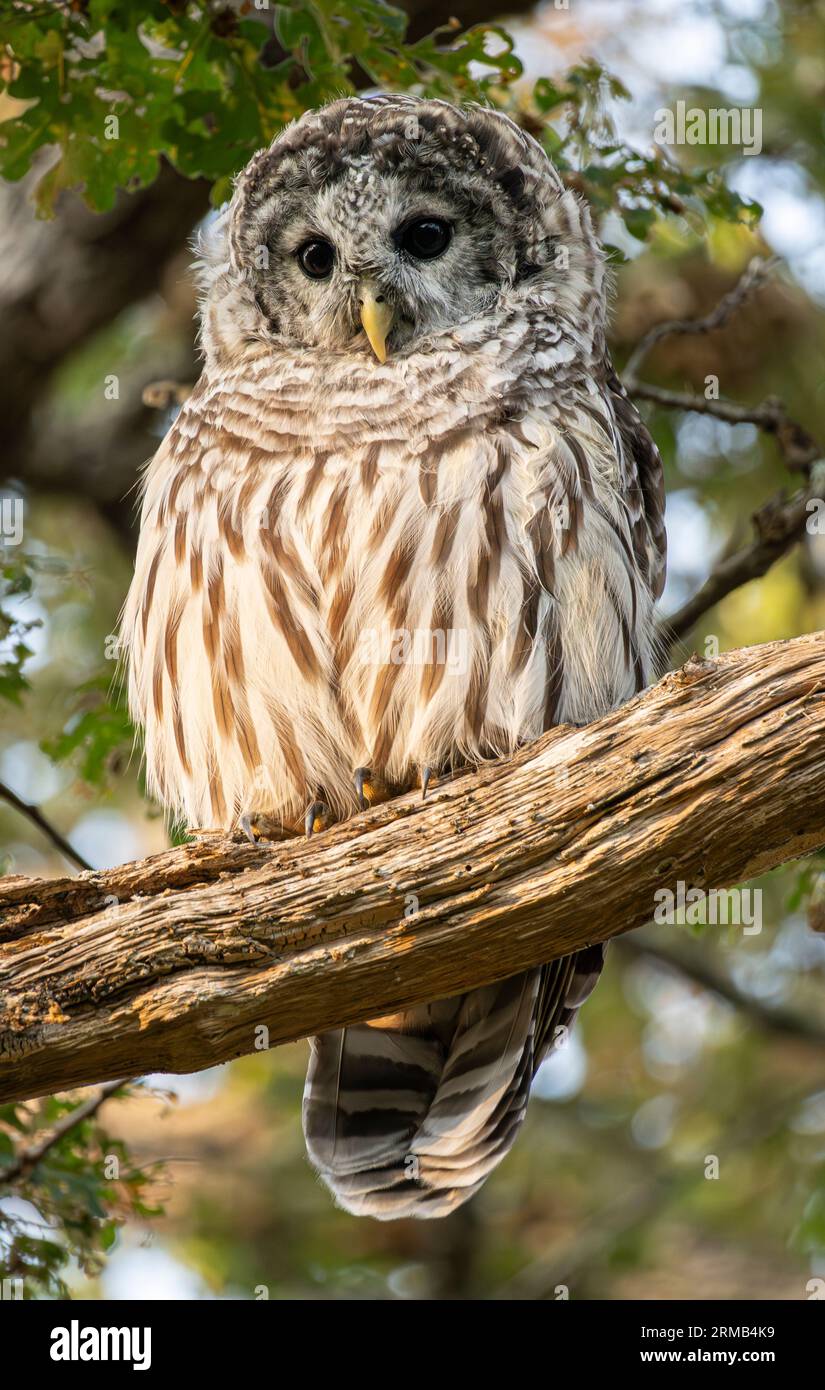 A barred owl (Strix varia) perched in a tree in Uplands Park in Oak Bay, British Columbia ...