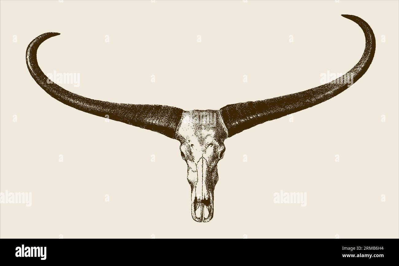 Skull of endangered wild water buffalo bubalus arnee in frontal view ...
