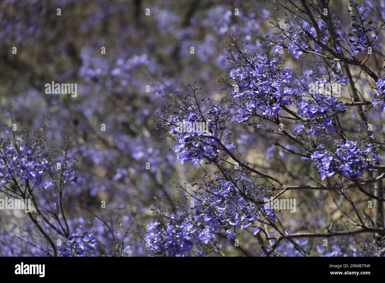Jacaranda trees in blossom, Seville, Andalusia, Spain Stock Photo - Alamy