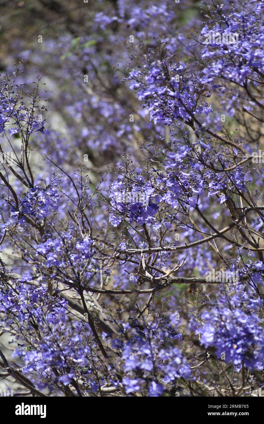 Jacaranda trees in blooming purple hi-res stock photography and images ...