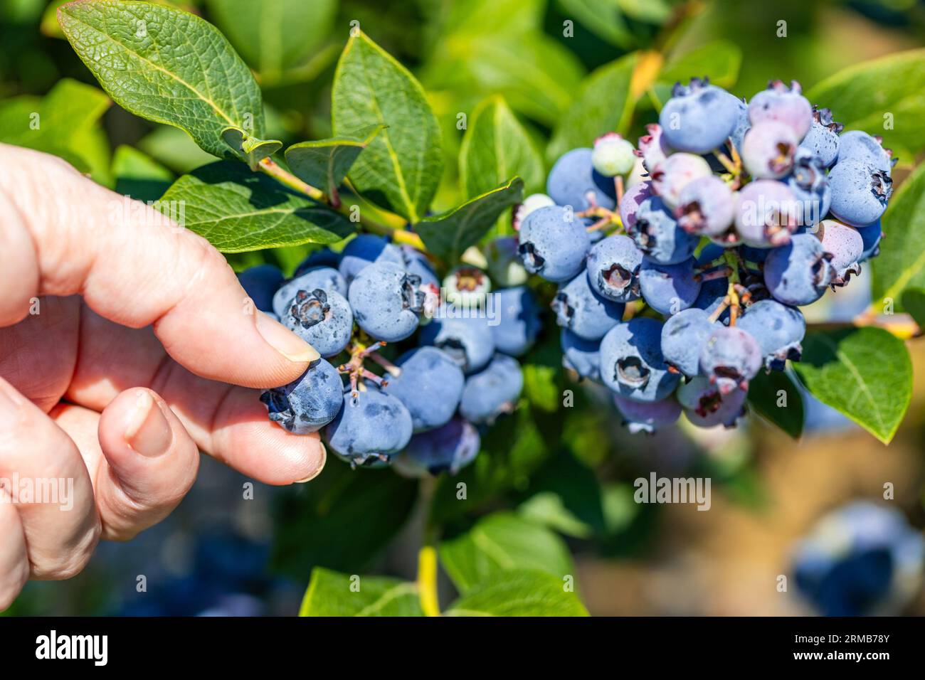 Freshness straight from the garden hi-res stock photography and images ...