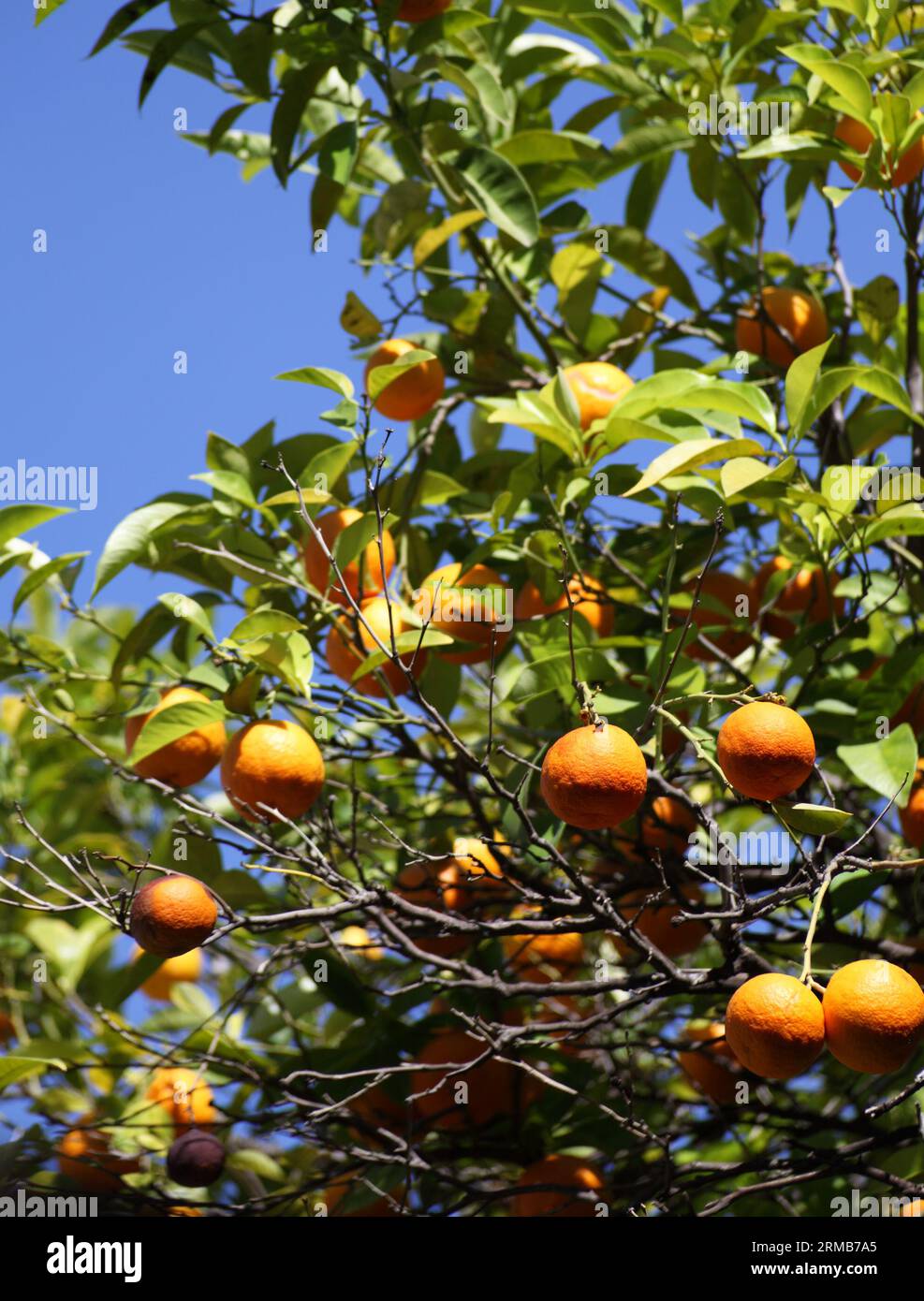 Seville oranges on street hi-res stock photography and images - Alamy