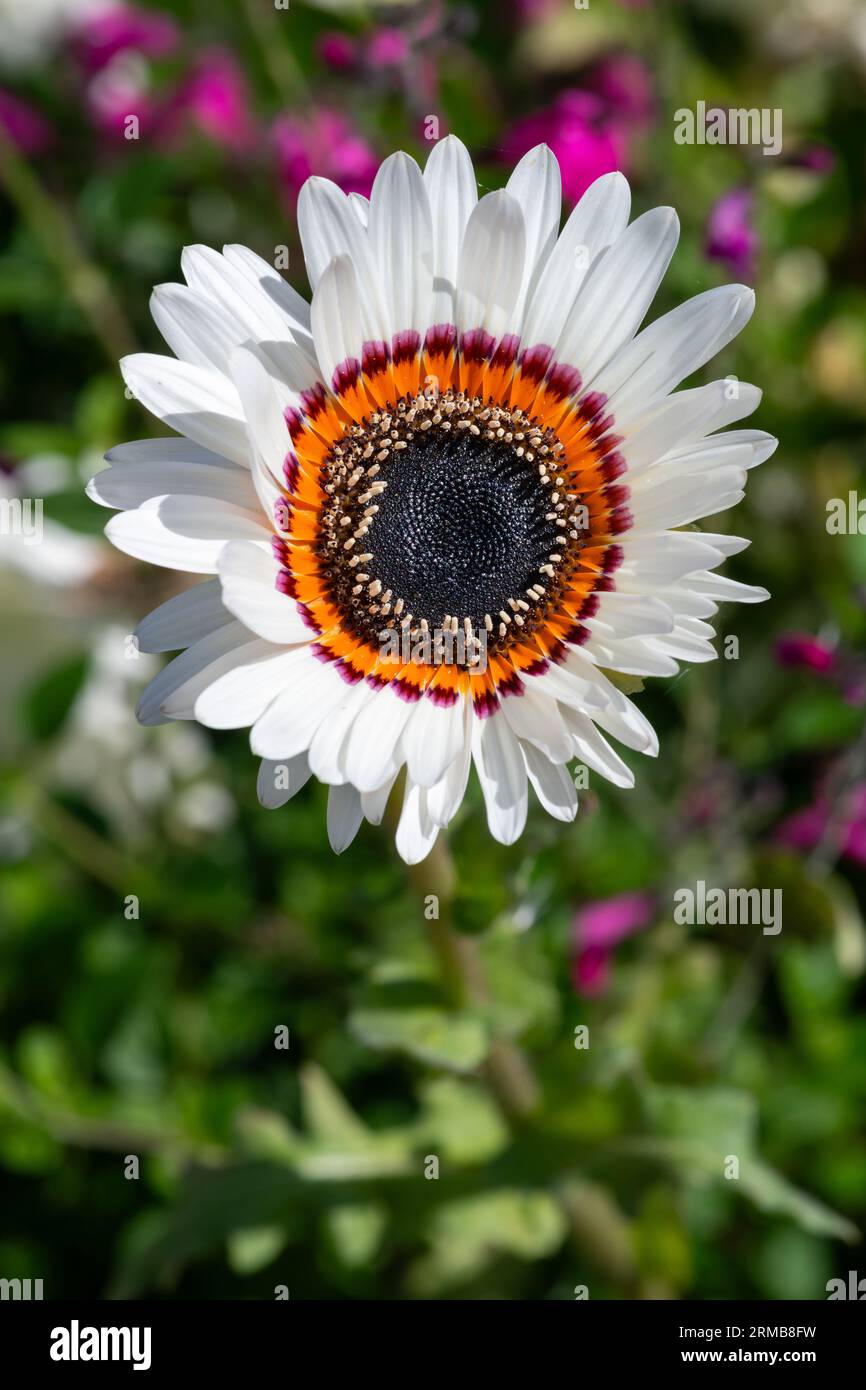 Close up of a monarch of the veldt (arctotis fastuosa) flower in bloom ...