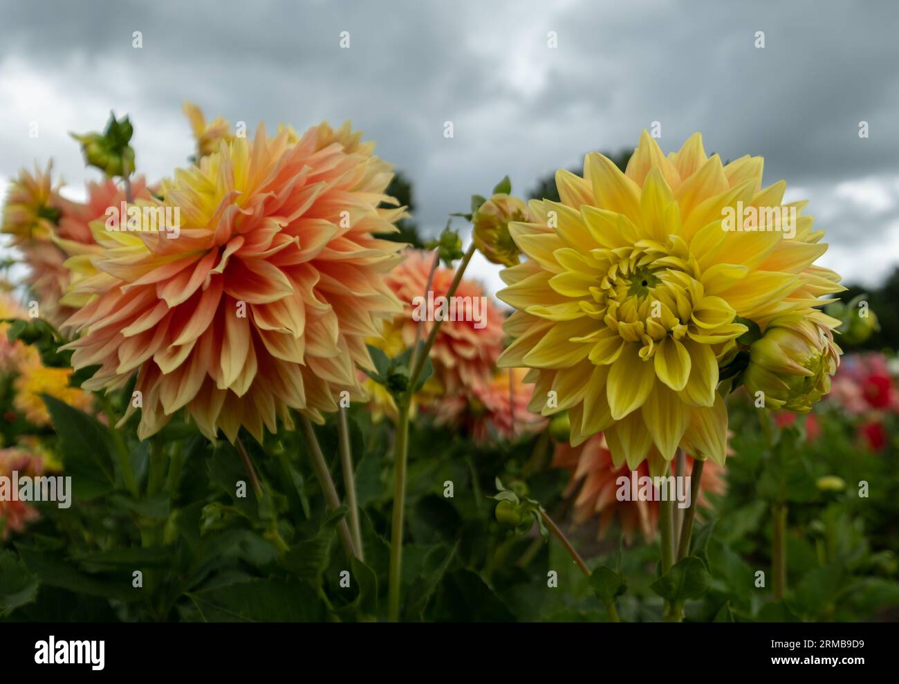 Stunning giant Mabel Ann dahlia flowers, photographed at Celebration ...