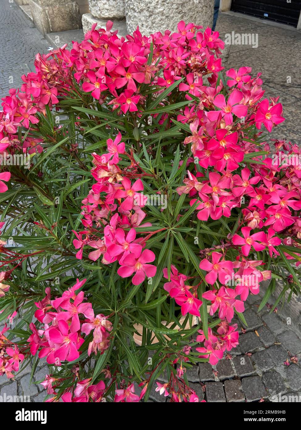 Purple Oleander Tree