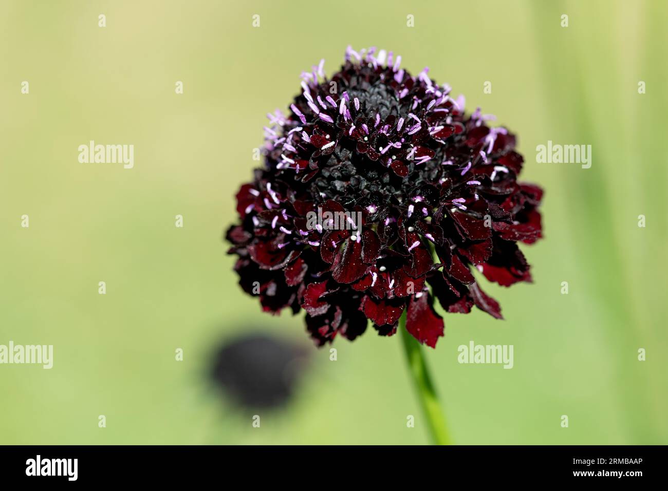 Close up of a black knight pincushion flower (scabiosa atropurpurea) in ...