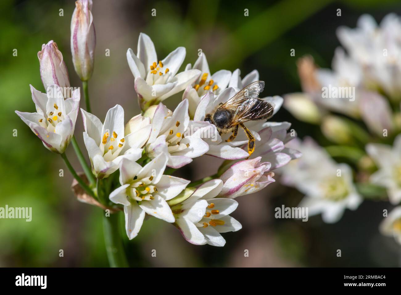 False garlic flowers hi-res stock photography and images - Alamy