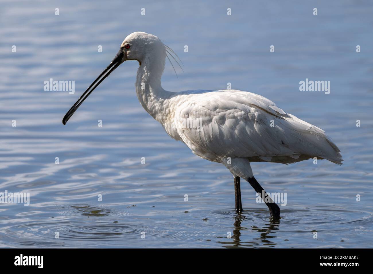 Spatula bill hi-res stock photography and images - Alamy