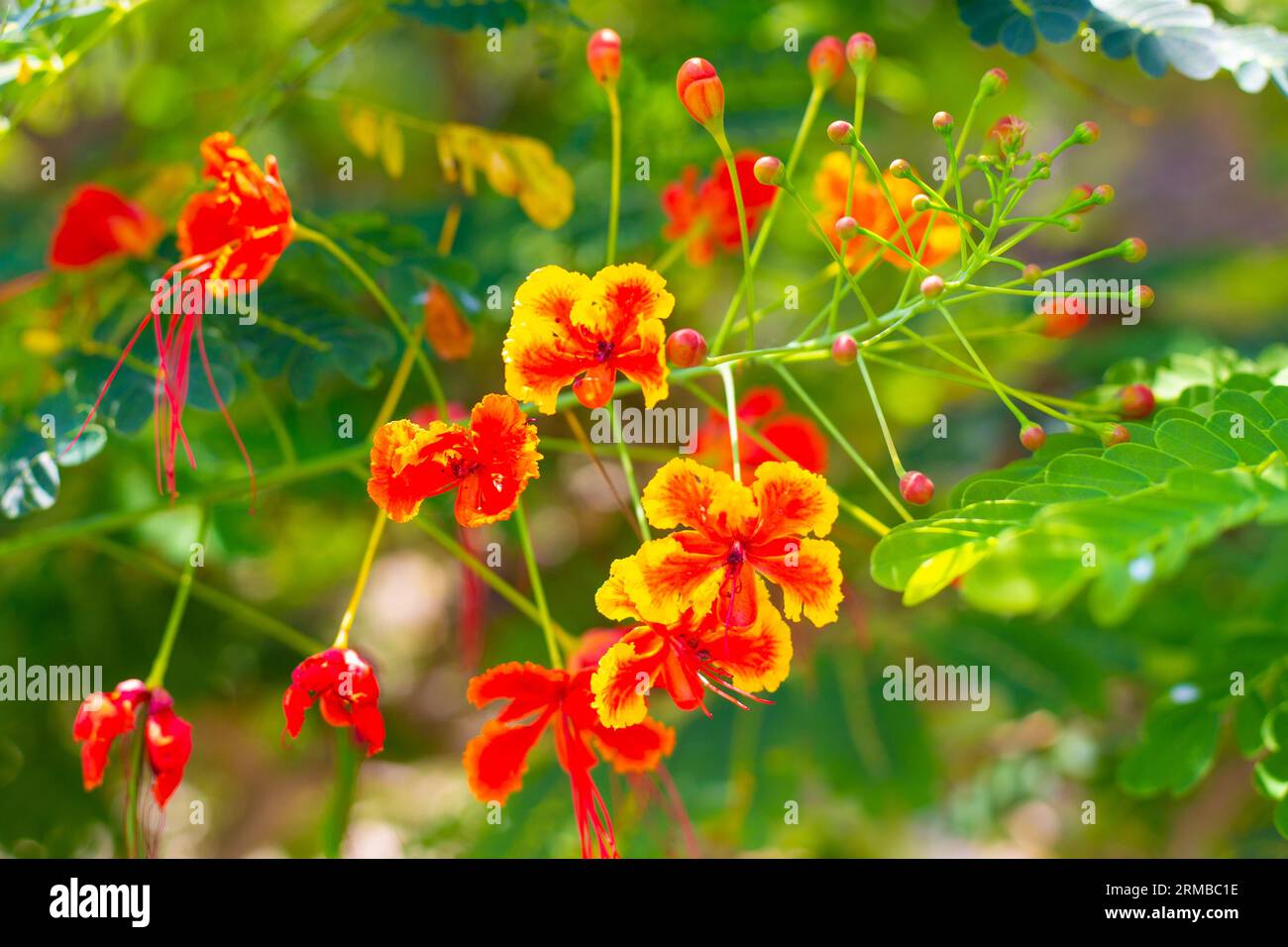 Caesalpinia is the most beautiful, bright red with yellow edges ...