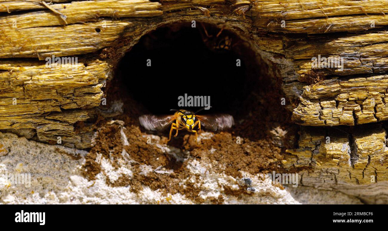 Paper Wasp, polistes sp, Adult flapping Wings at Nest Entrance ...