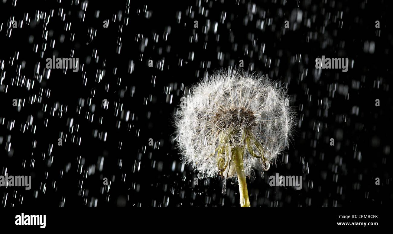 Rain on Common Dandelion, taraxacum officinale, Normandy in France ...