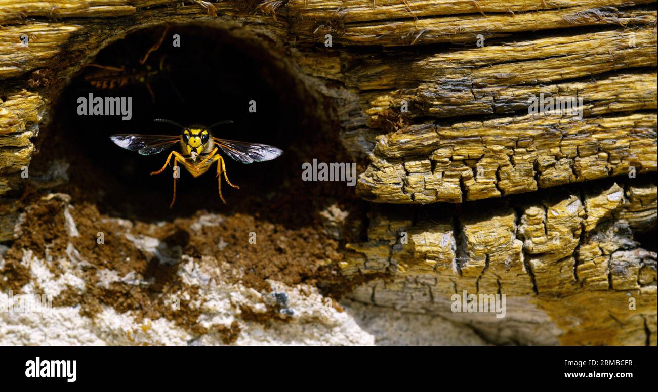 Paper Wasp, polistes sp, Adult flapping Wings at Nest Entrance ...