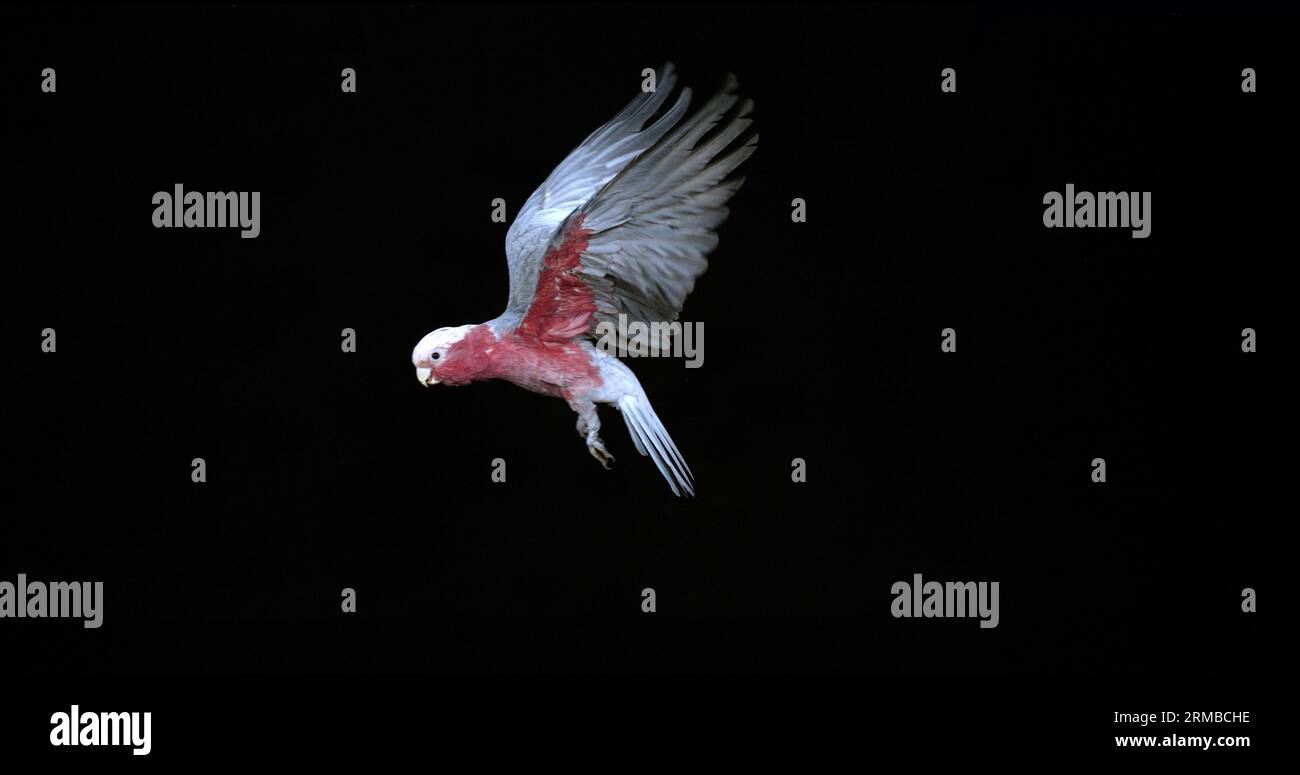 Galah, eolophus roseicapilla, Adult in Flight against Black Background ...