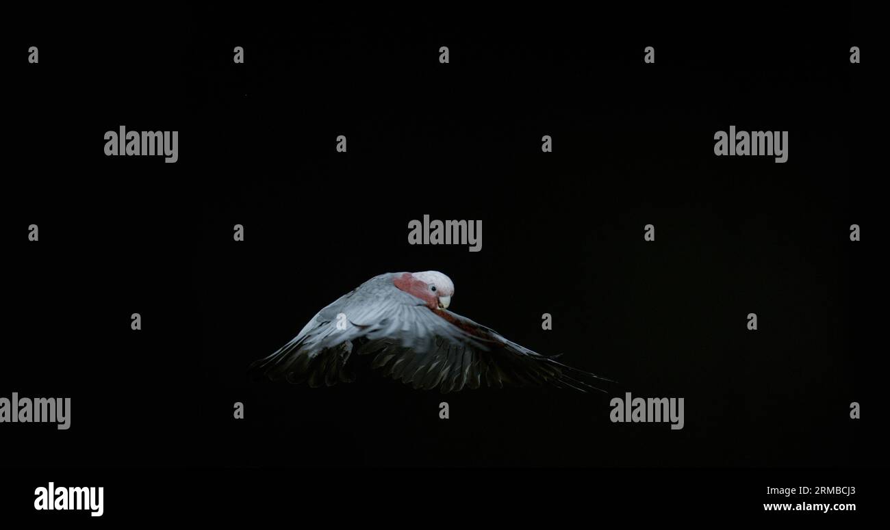 Galah, eolophus roseicapilla, Adult in Flight against Black Background ...