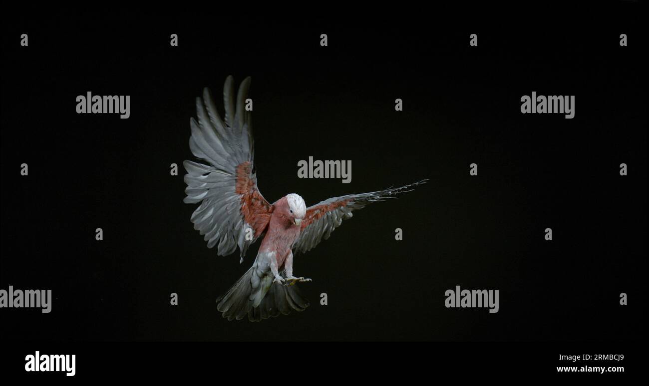 Galah, eolophus roseicapilla, Adult in Flight against Black Background ...