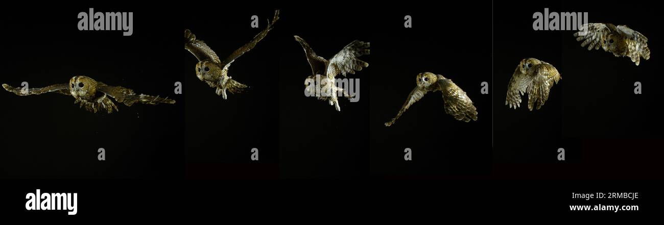Eurasian Tawny Owl, strix aluco, Adult in Flight, Normandy Stock Photo ...