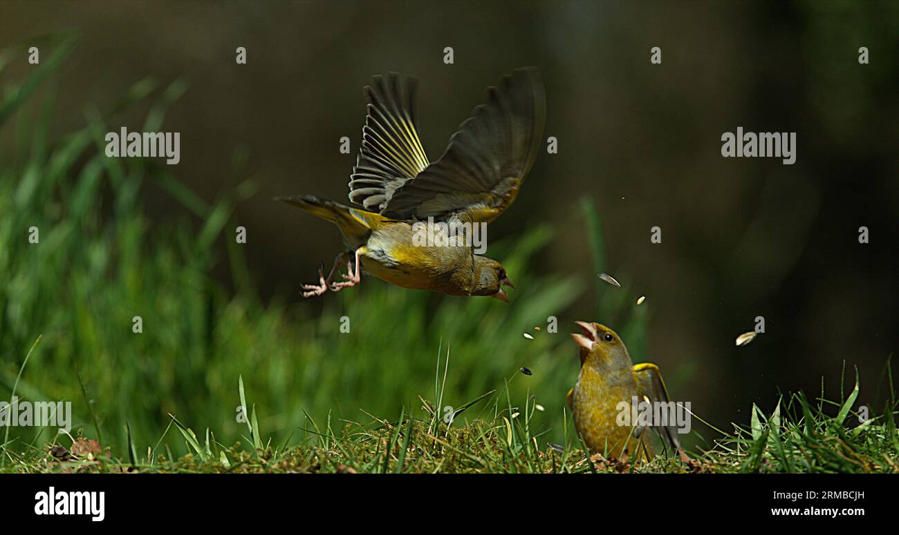 European Greenfinch, carduelis chloris, Adult in Flight, Fighting ...
