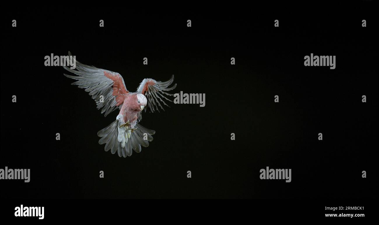 Galah, eolophus roseicapilla, Adult in Flight against Black Background ...