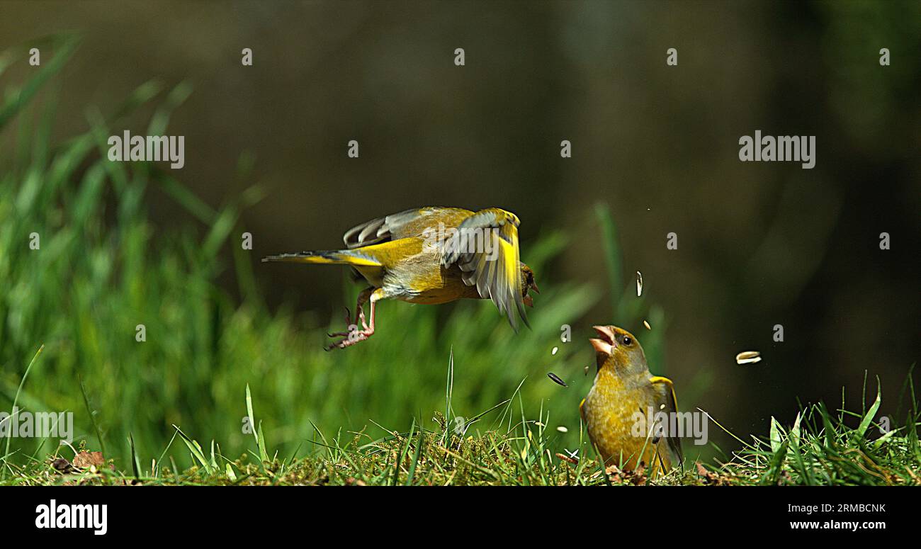 European Greenfinch, carduelis chloris, Adult in Flight, Fighting ...