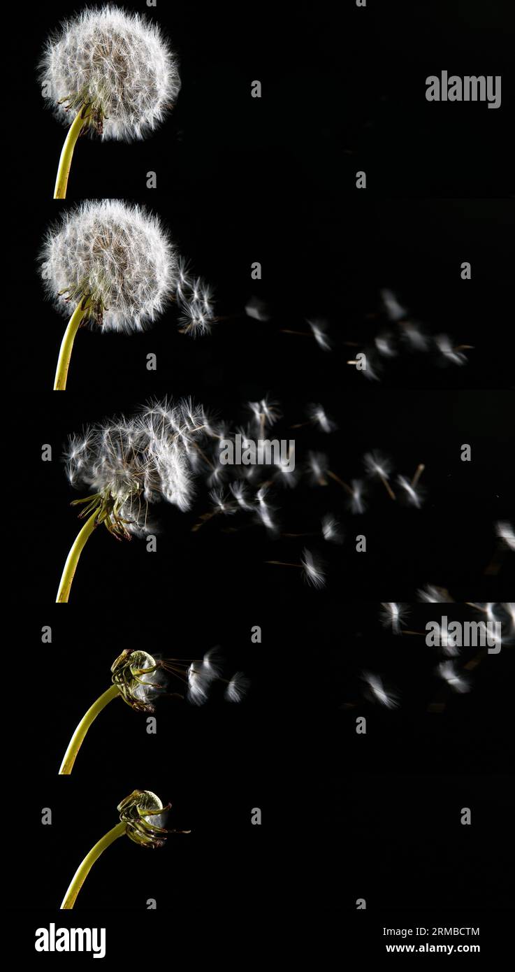Common Dandelion, taraxacum officinale, seeds from 'clocks' being blown ...